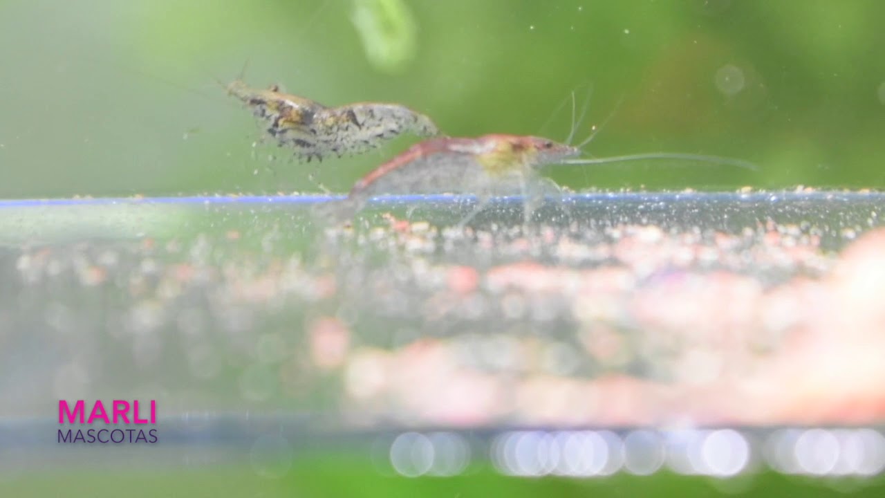 Gambas Red Cherry y Crystal a Reproducción - YouTube