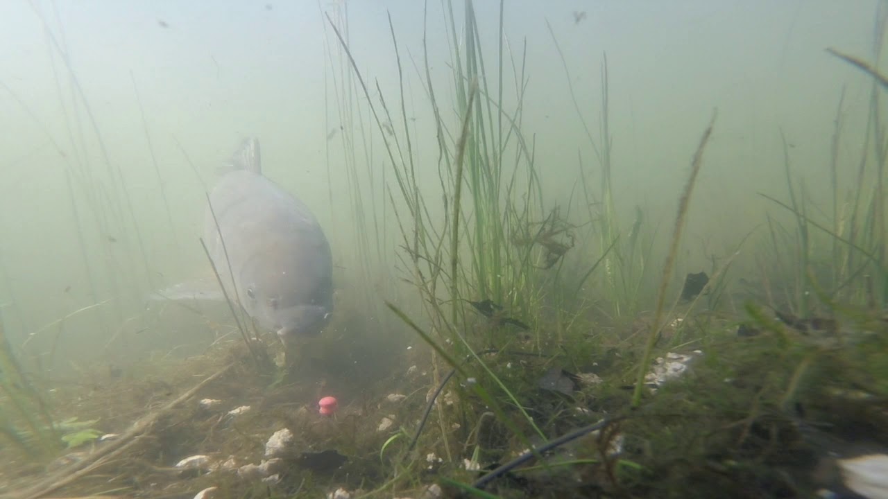 Gopro carp fishing underwater footage - YouTube