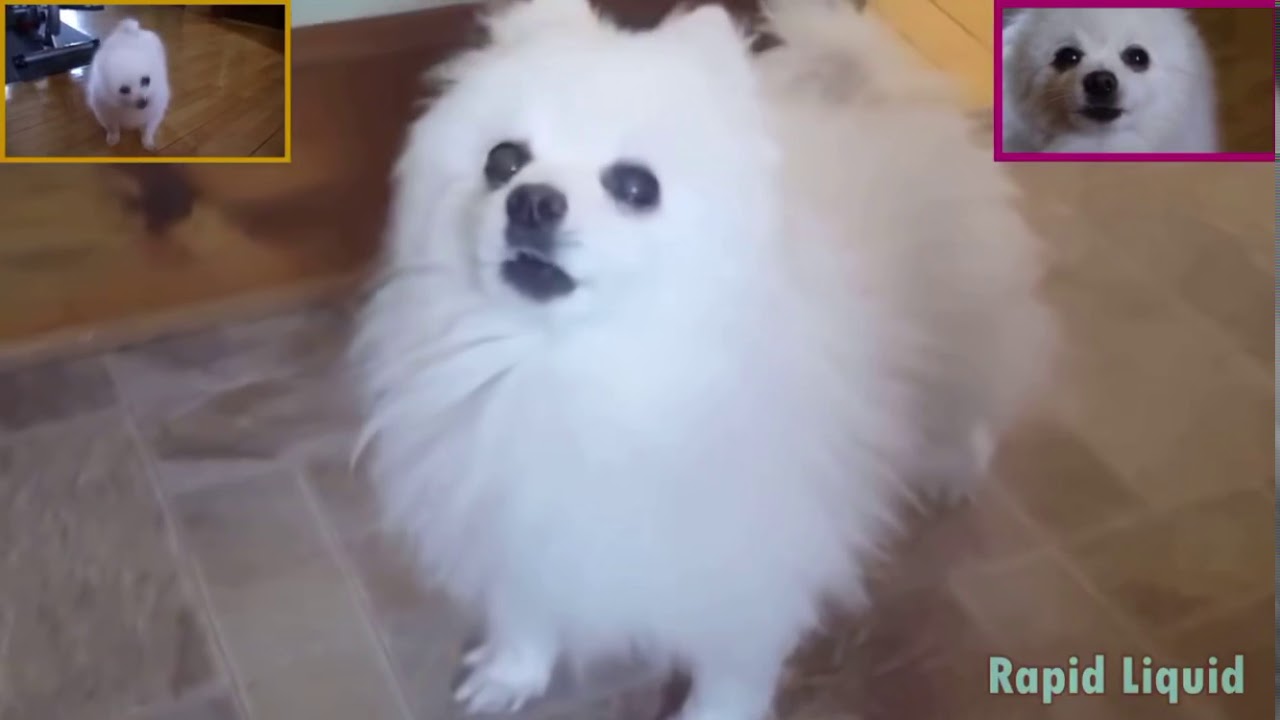 Imagine Doggos - Thunder - YouTube