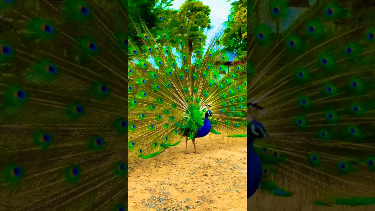 Peacock Dance Display ️🦚 Peacock opening its feathers 😊 Most beautiful ...