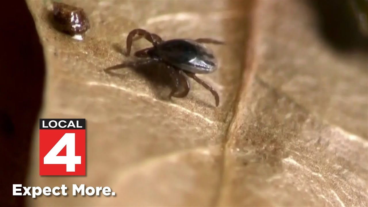 Michigan tick season: Most common, how to prevent bites, how to remove ...