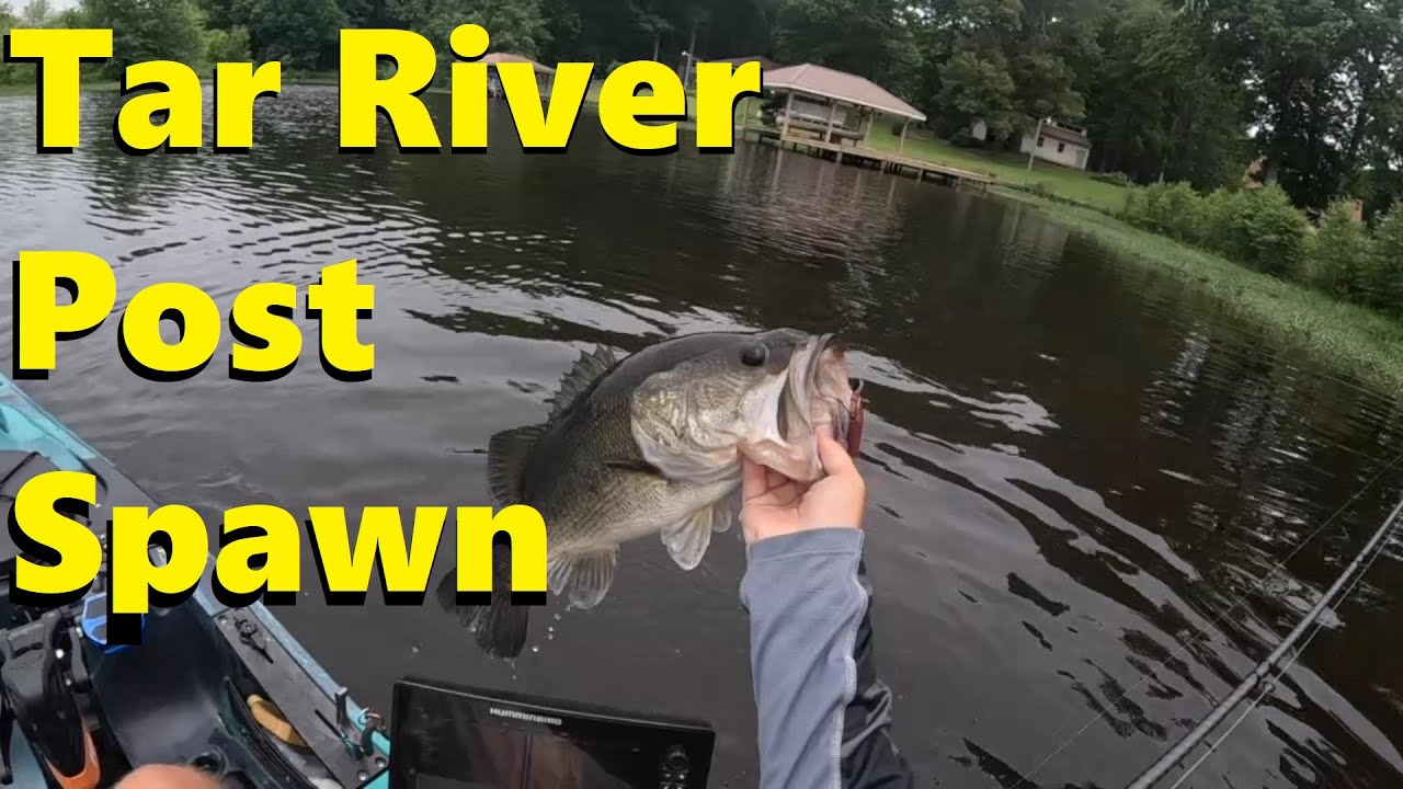 Post-Spawn Bass Fishing (Tar River Topwater) - YouTube