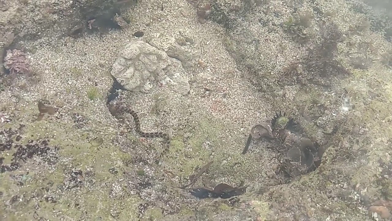 Eel in a Tide Pool - Klayar Beach Pacitan - YouTube