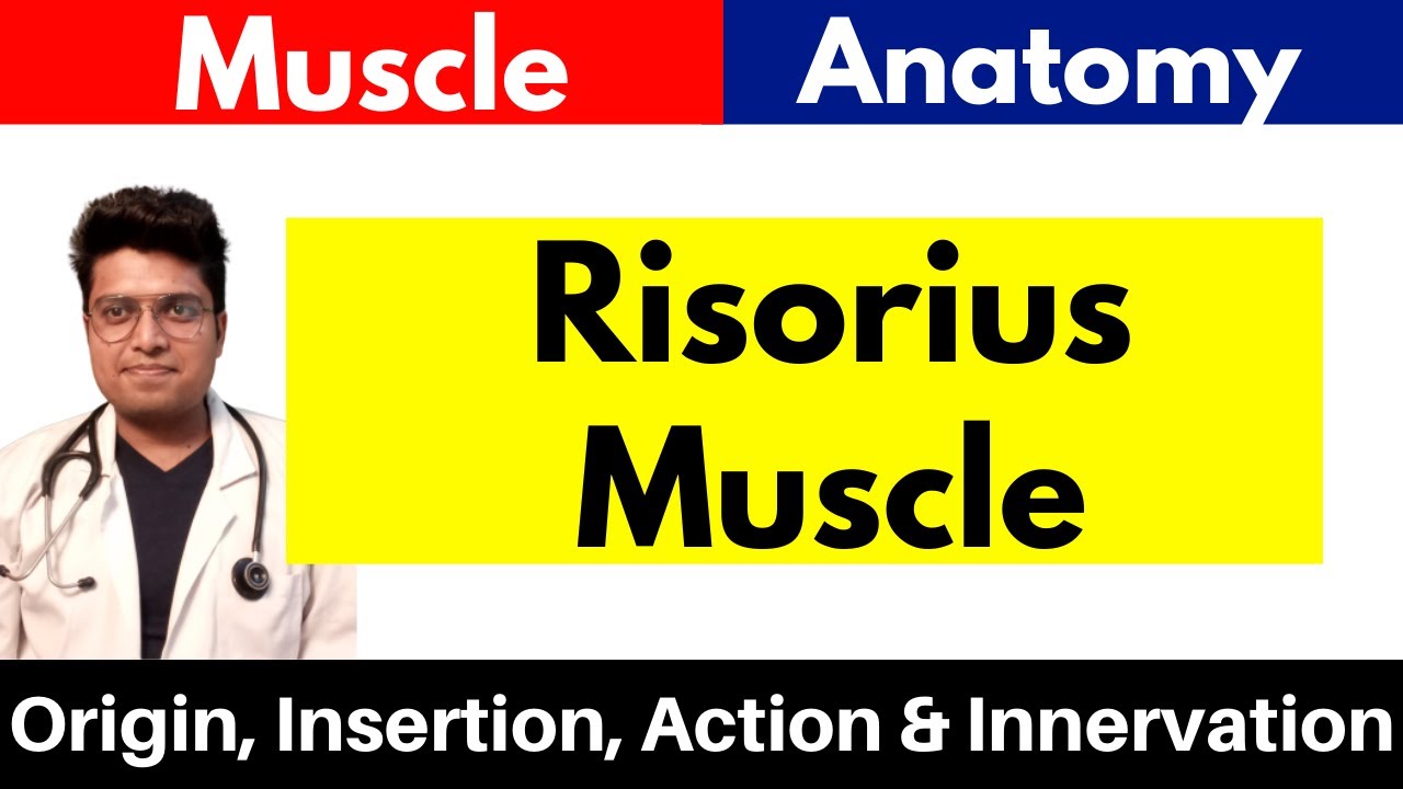 Risorius Muscle | Origin, Insertion, Action & Innervation | in Hindi ...