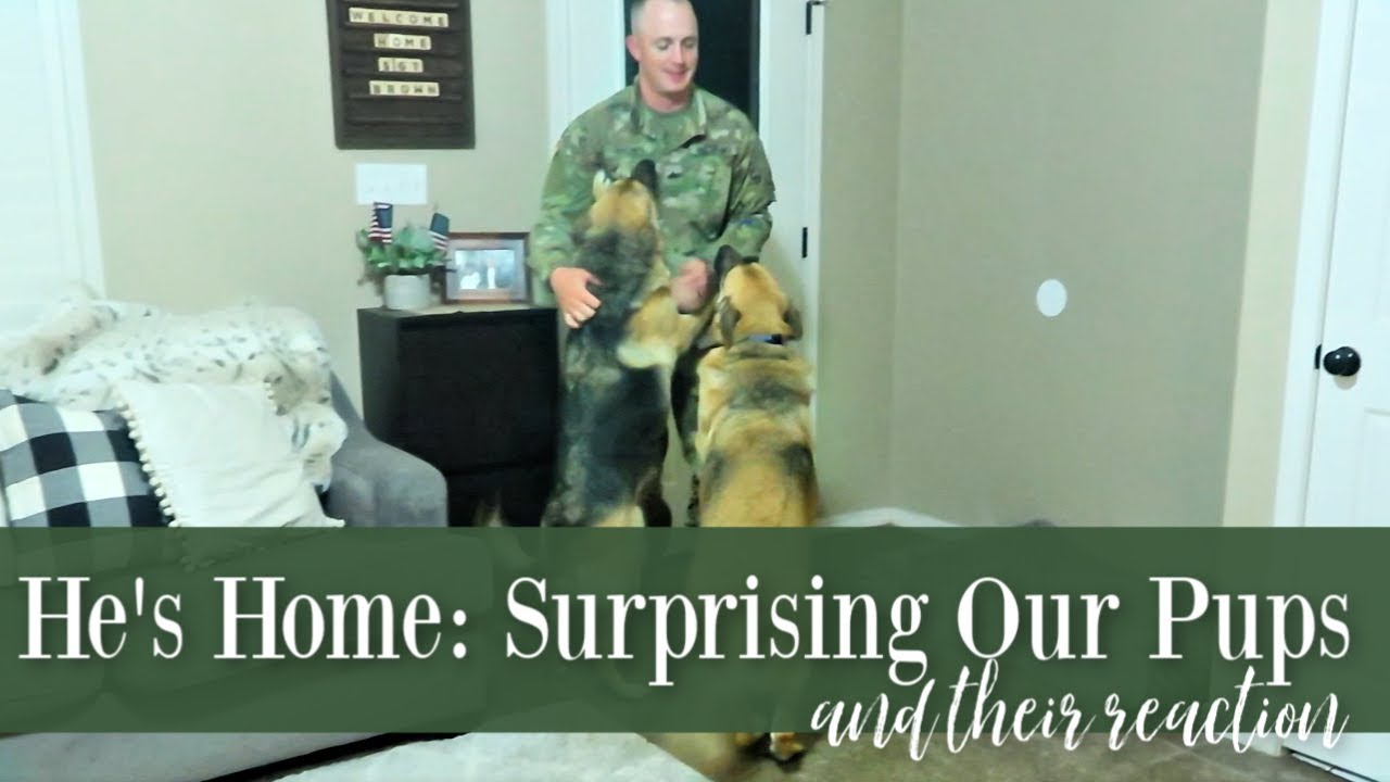 Military homecoming // Dogs Welcome Home Soldier // Soldier Surprises ...
