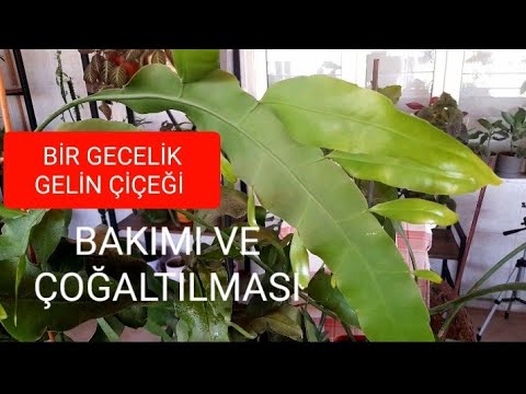 BİR GECELİK GELİN ÇÎÇEĞÎ BAKIMI 🪴🌹 #birgecelikgelinçiçeği