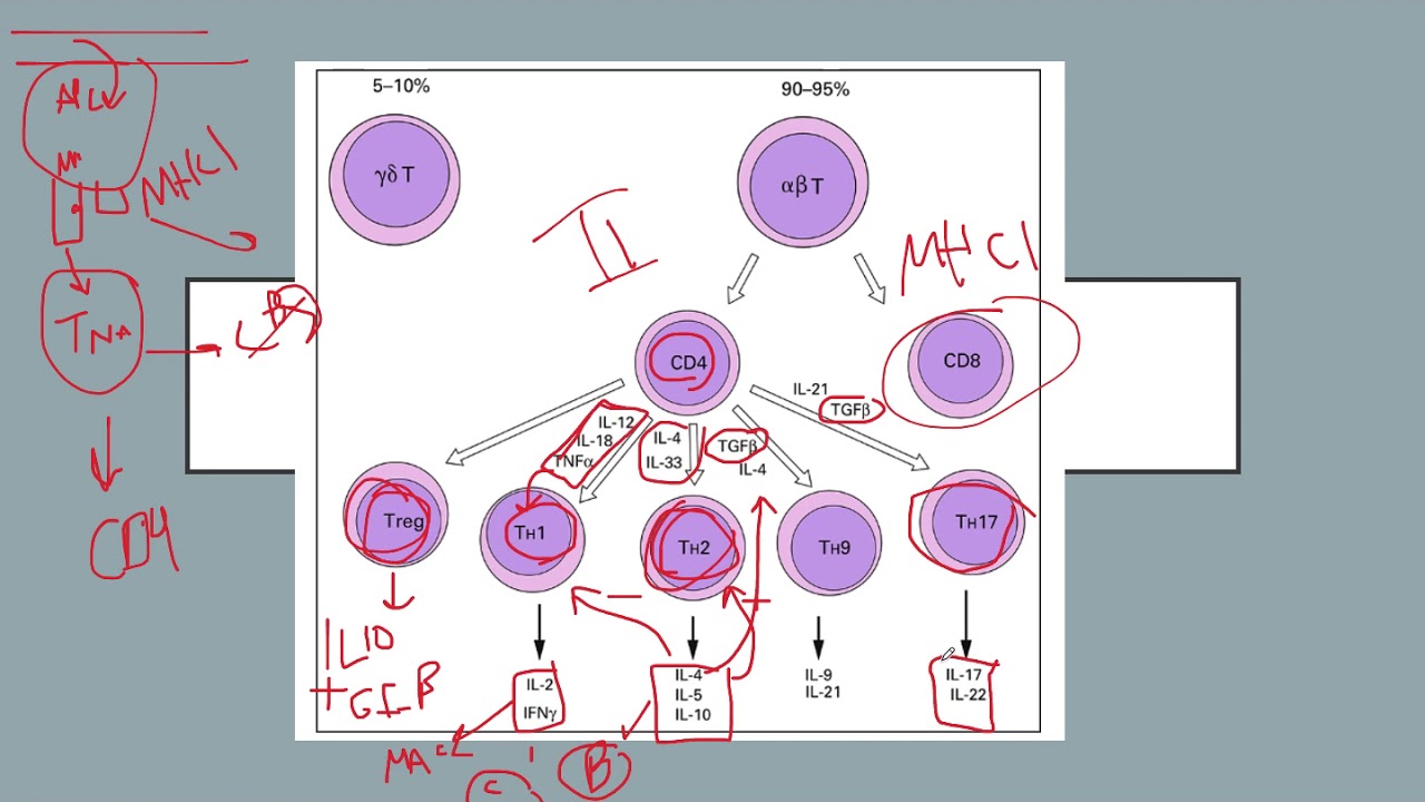 T LYMPHOCYTE FAMILY - YouTube