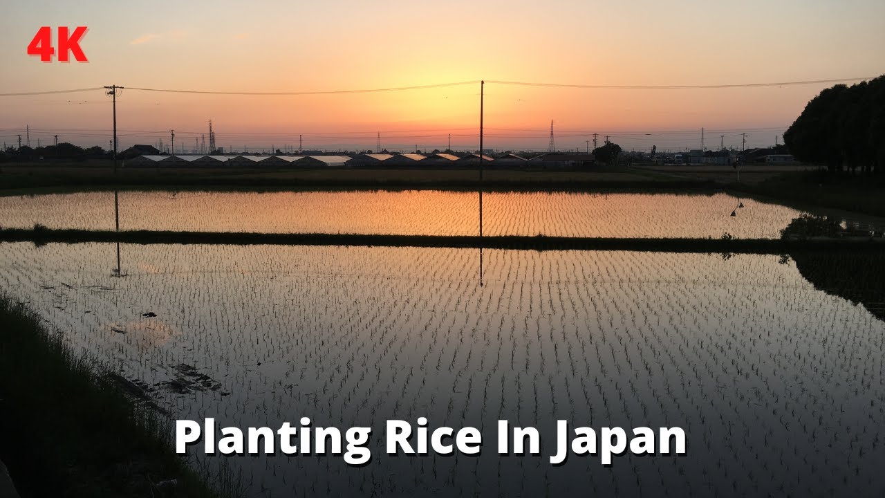 [4K] Planting Rice In Rural Japan - YouTube