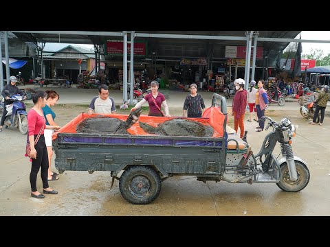 Catching Big Turtle and A Lot Of Catfish At Mud Pond - Use 3-Wheeled Truck Big Turtle Go To Sell