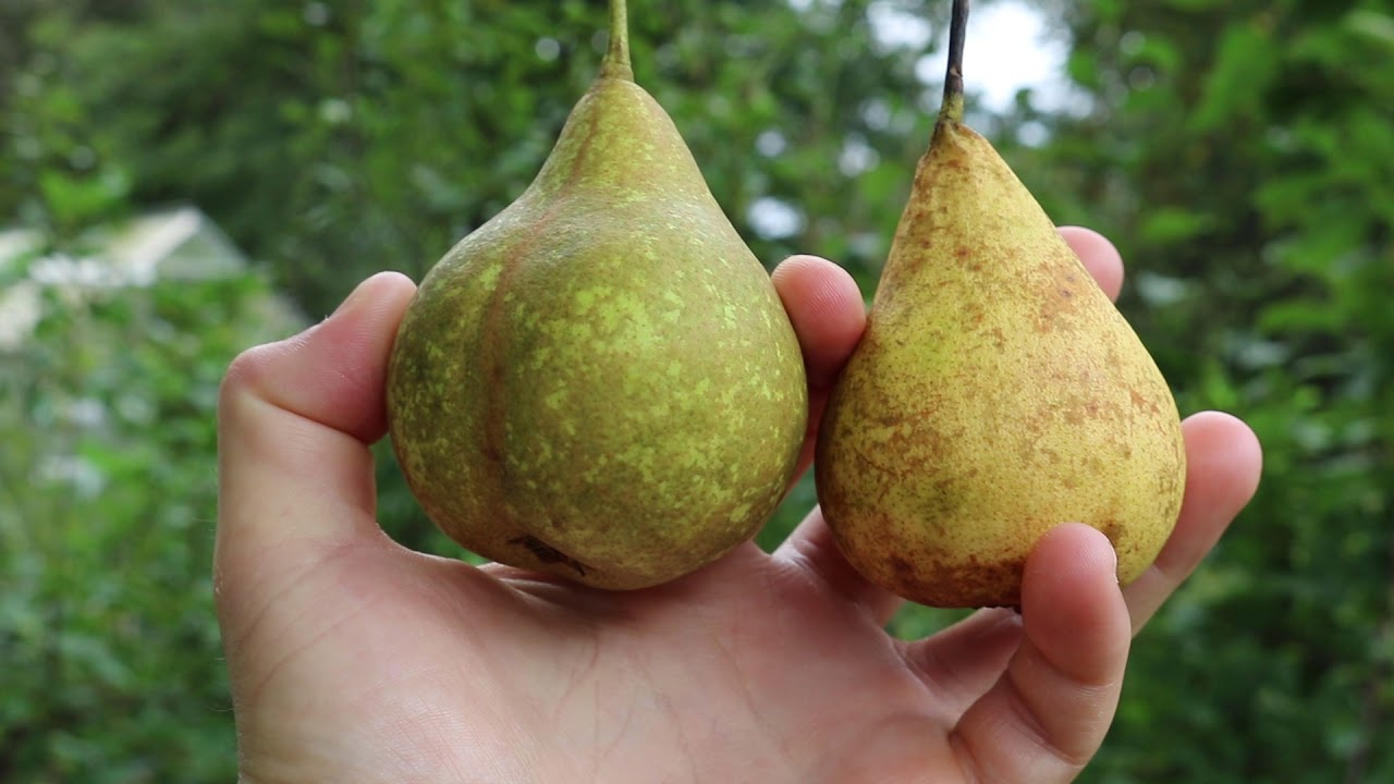 Harrow Sweet Pear - Buttery Sweet - YouTube