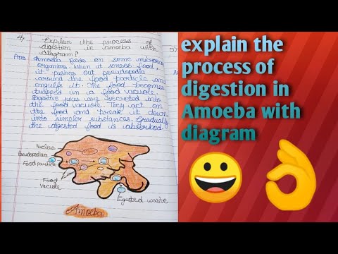 #explain the process of digestion in Amoeba with diagram - YouTube