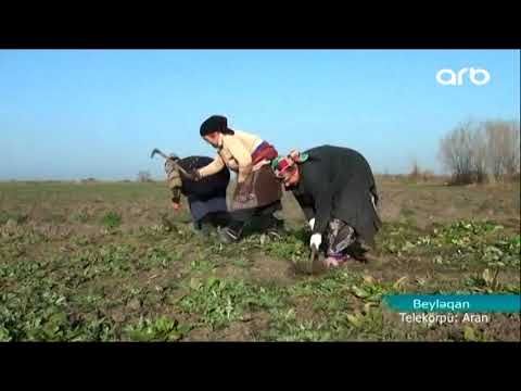 KƏNARDAN SOĞAN TOXUMU GƏTİRMƏYƏ EHTİYAC QALMAYIB