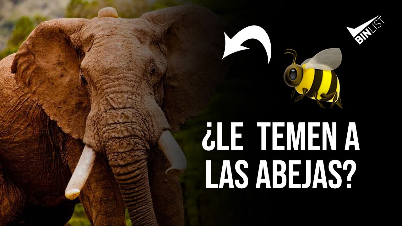 ¿Sabías que LOS ELEFANTES LE TIENEN MIEDO A LAS ABEJAS? Y otras 9 ...