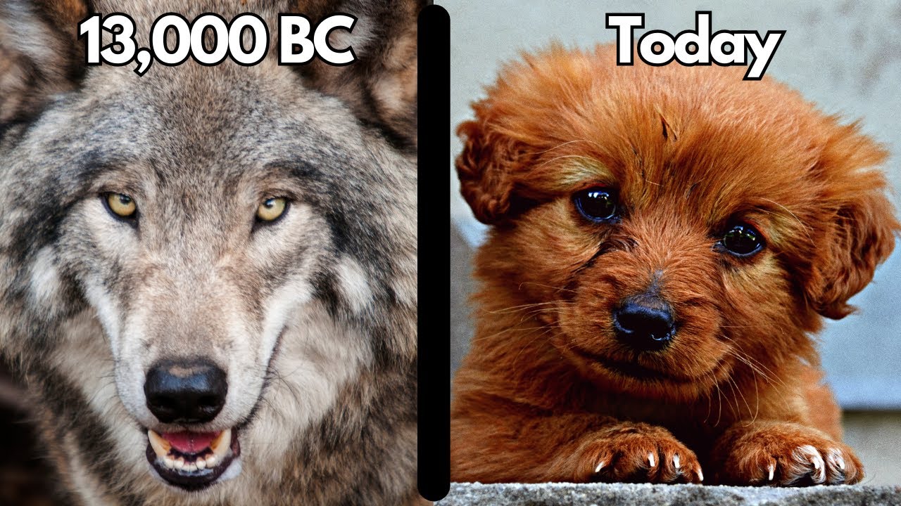 Discover The Real Origin Story Of Dogs - YouTube