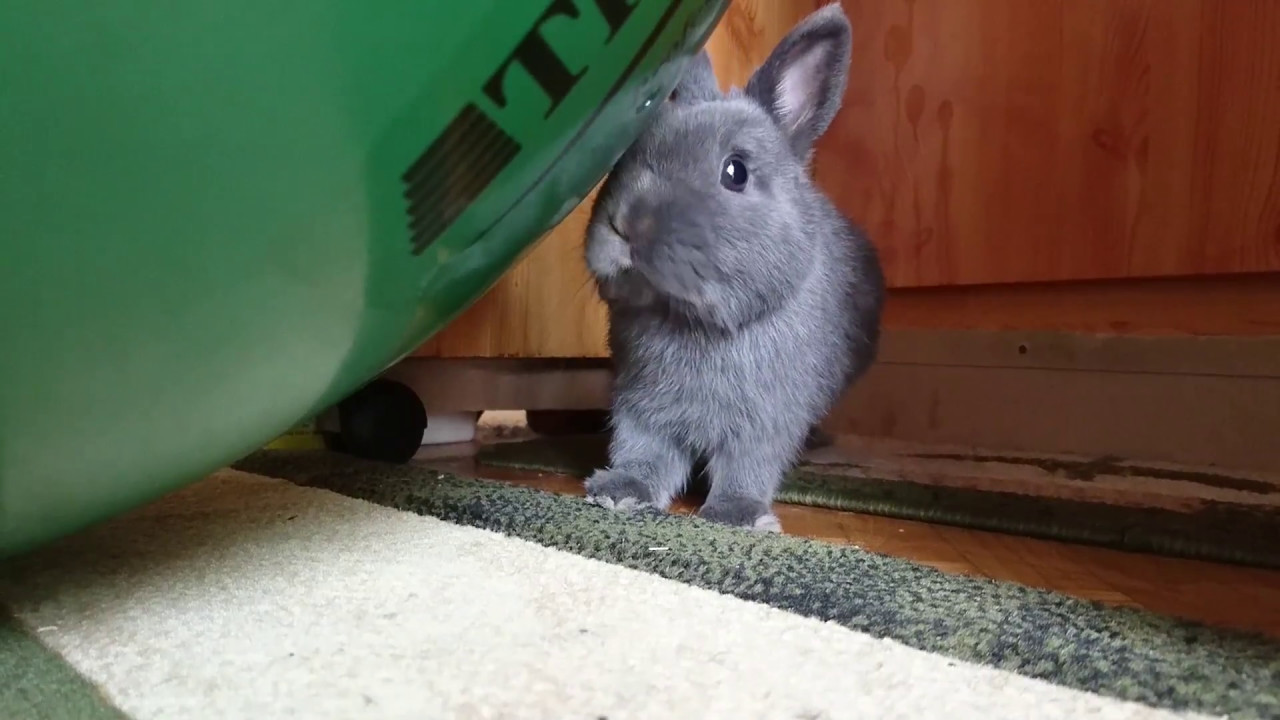 Wiggle that bunny nose - YouTube