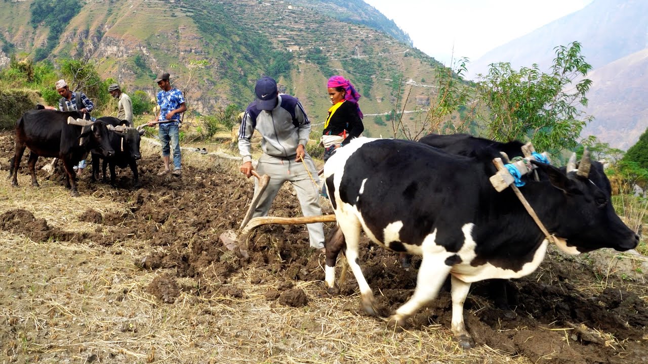 village farming system || Dharme family village farming || Rural Nepal ...