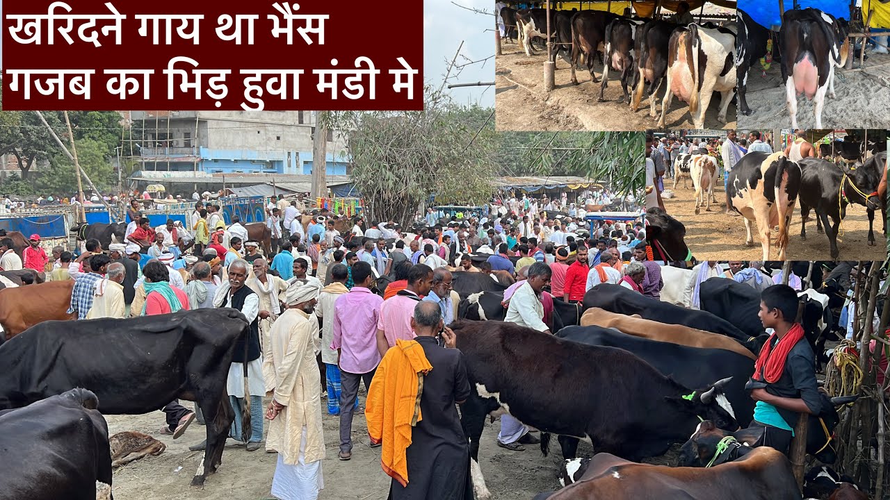 खरिदने गाय था भैंस,,गजब का भिड़ हुवा मंडी मे @ejjukibusinessideas cow ...