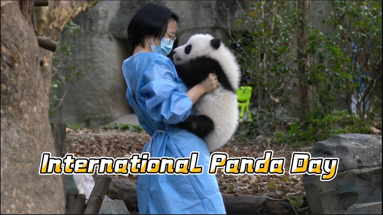 International Panda Day - Protecting Giant Pandas And Other Wild ...
