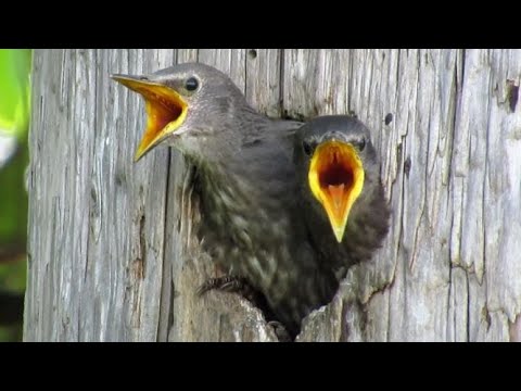 European Starling Chicks Sounds At the Nest (Baby Bird Sounds) - YouTube
