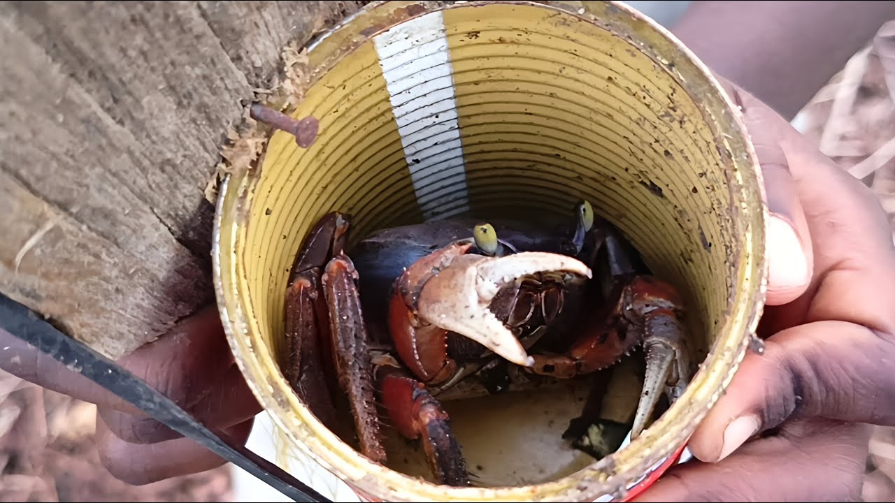 How We Catch Crabs In Ghana 🇬🇭 - YouTube