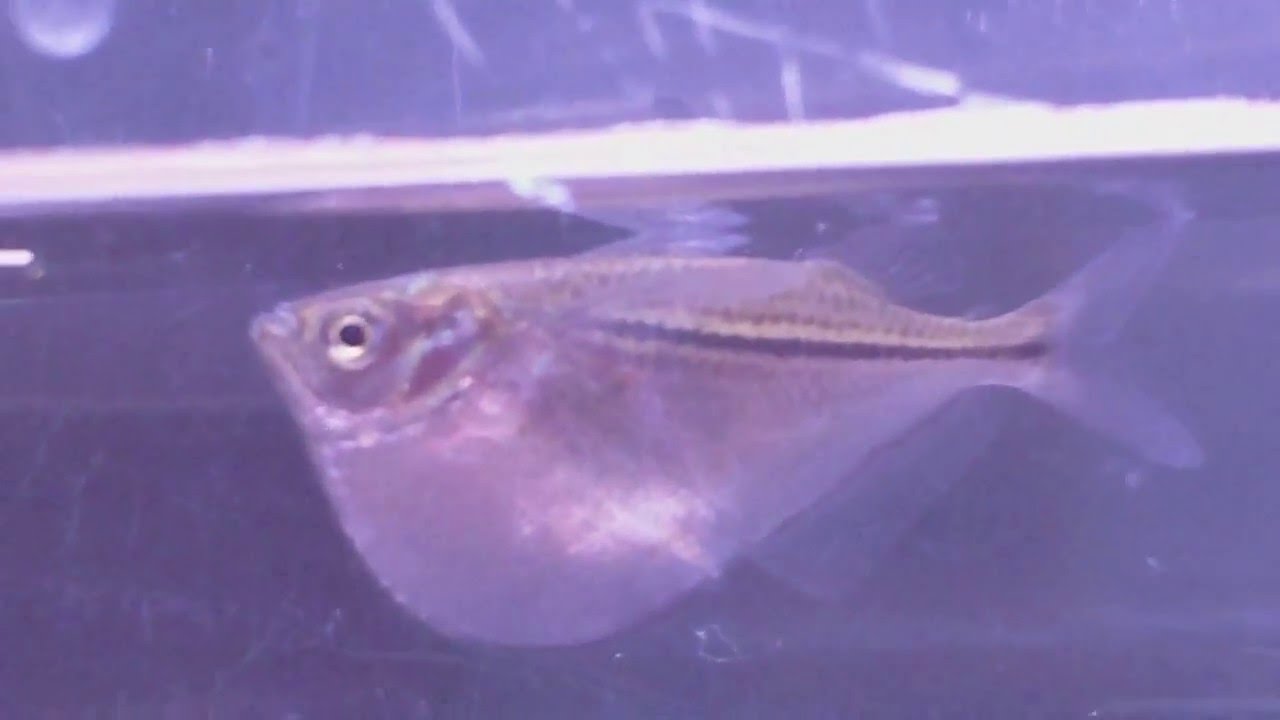 Silver Hatchet fish Male and female - YouTube
