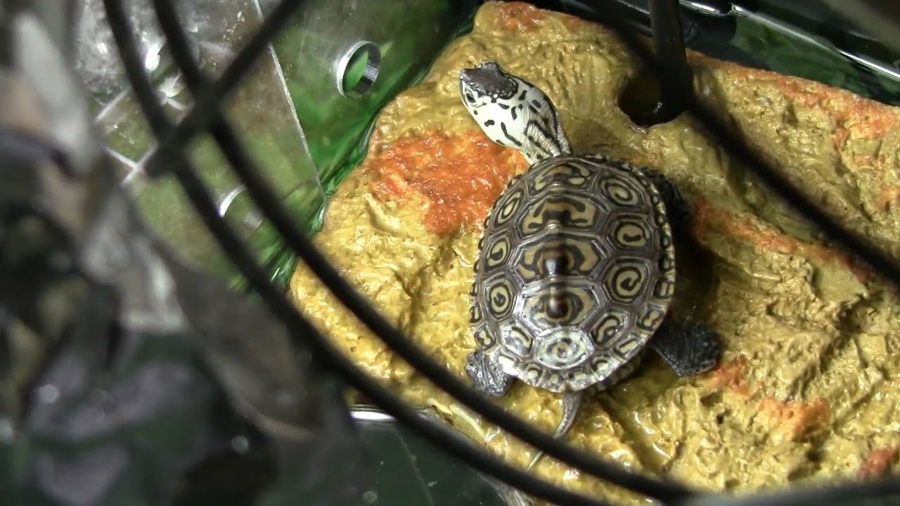 Concentric Diamondback Terrapin