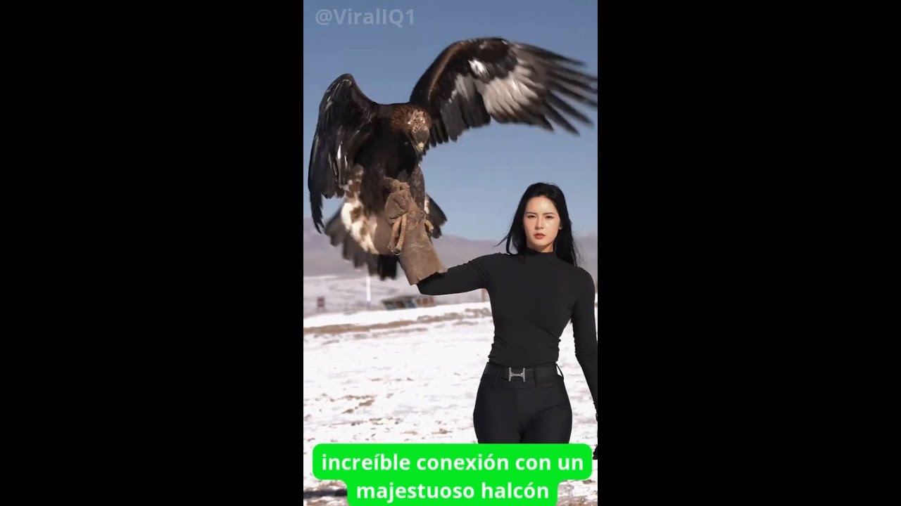 La impresionante conexión entre una mujer y su halcón - YouTube