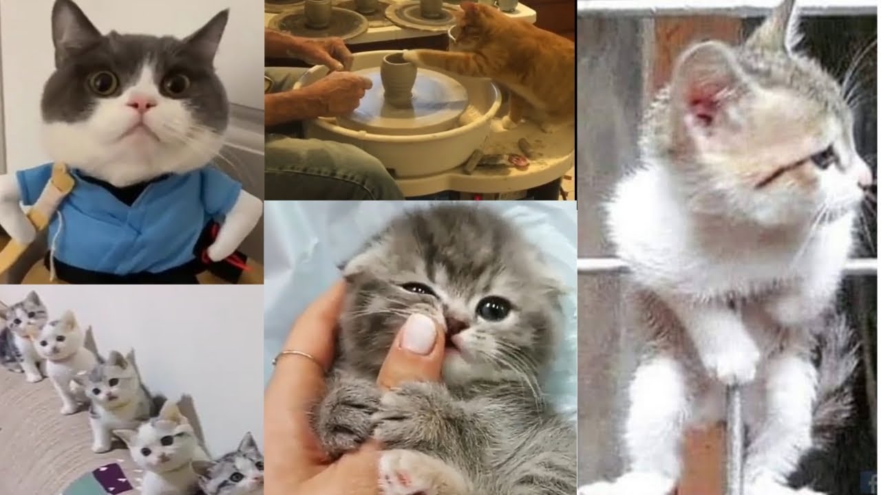 💞 Cute Cats And Kittens Doing Funny Things Videos Compilation 2020 ️🐈 ...