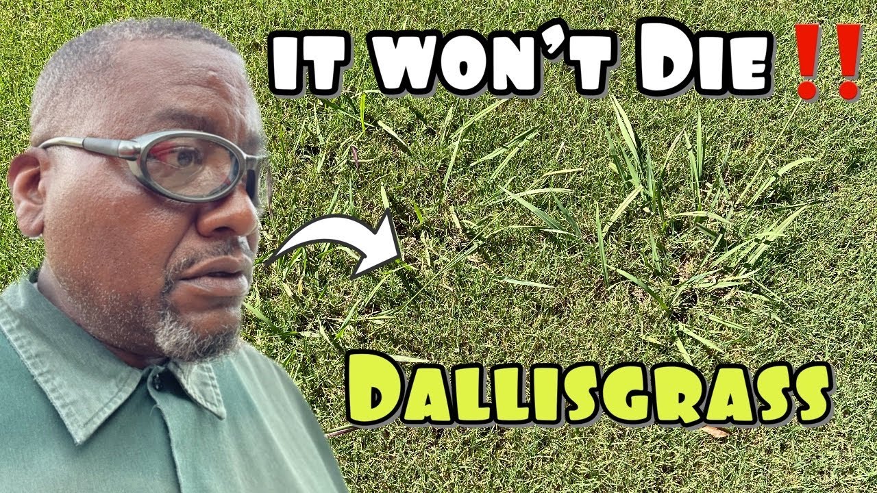 How to get rid of Dallisgrass for CHEAP!! - YouTube
