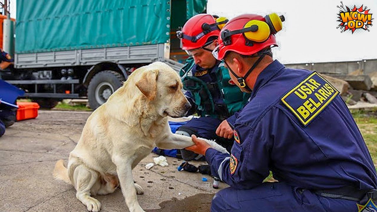 25 Acts Of Kindness Towards Animals That Asked People for Help! #Q16 ...