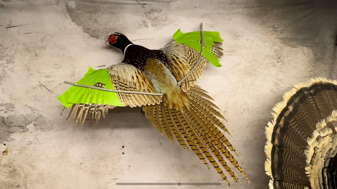 Mounting a Pheasant in 7 Minutes!! - YouTube