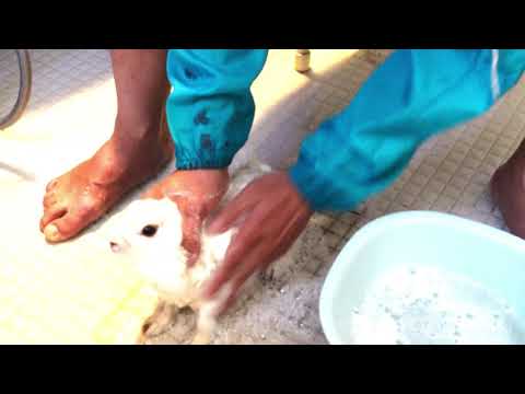 Bunny shower #How to clean bunny body #Cute bunny taking shower #Japan