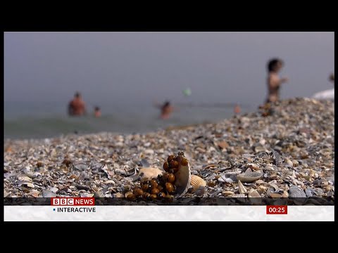 Weather Events 2021 - Lady birds/bugs explosion (Romania) - BBC - 28th June 2021