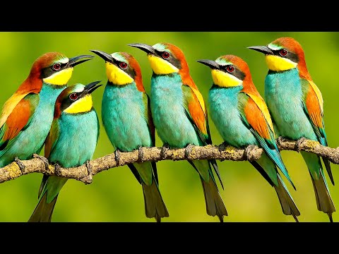 Relaxing 4K Bird Song — European Bee-Eaters in Sunny Spring Morning