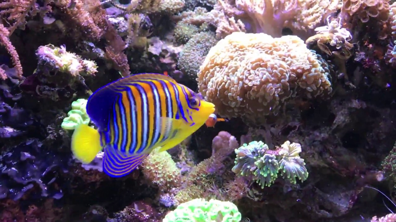 Pygoplites dans mon bac - YouTube