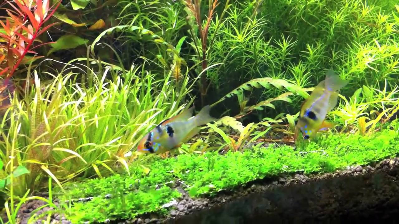 Blue Ram Dwarf Cichlids - YouTube