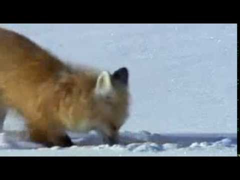 Funny Fox Catches Mice Diving Headfirst into Snow - YouTube