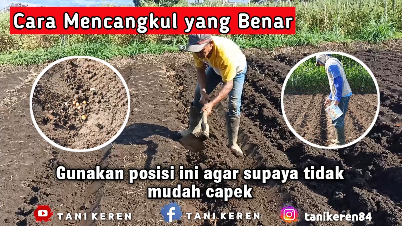 Posisi cara mencangkul yang benar; Proses menanam jagung - YouTube
