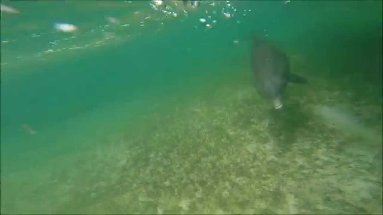The Dolphin "JoJo" and friend on July 2, 2015 off Pine Cay, Turks and ...