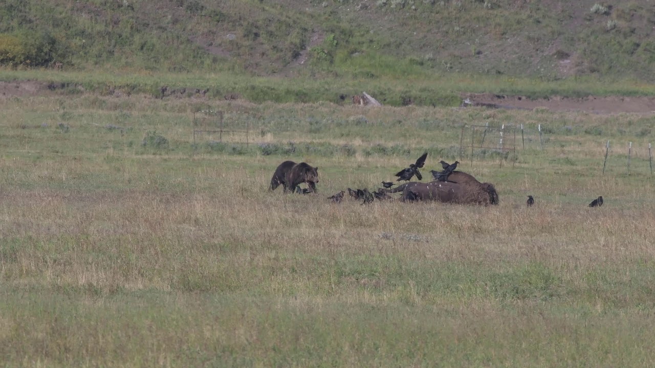 Grizzly Bears and Wolves Interacting at a Bison Carcass in Yellowstone ...