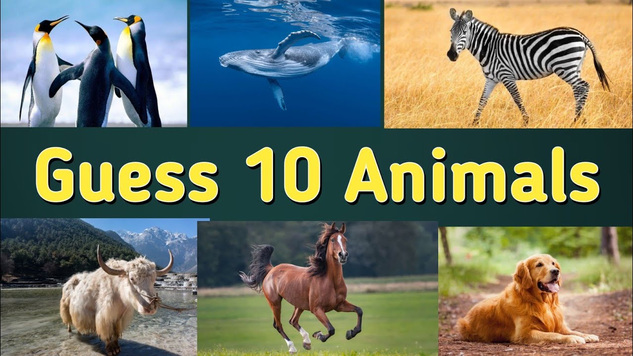 Guess 10 Animals in 10 Minutes // Guess The Animal By Emoji // KHANDIYA ...