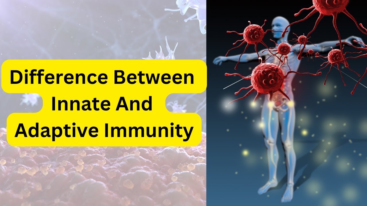 Difference Between Innate And Adaptive Immunity | adaptive immune ...