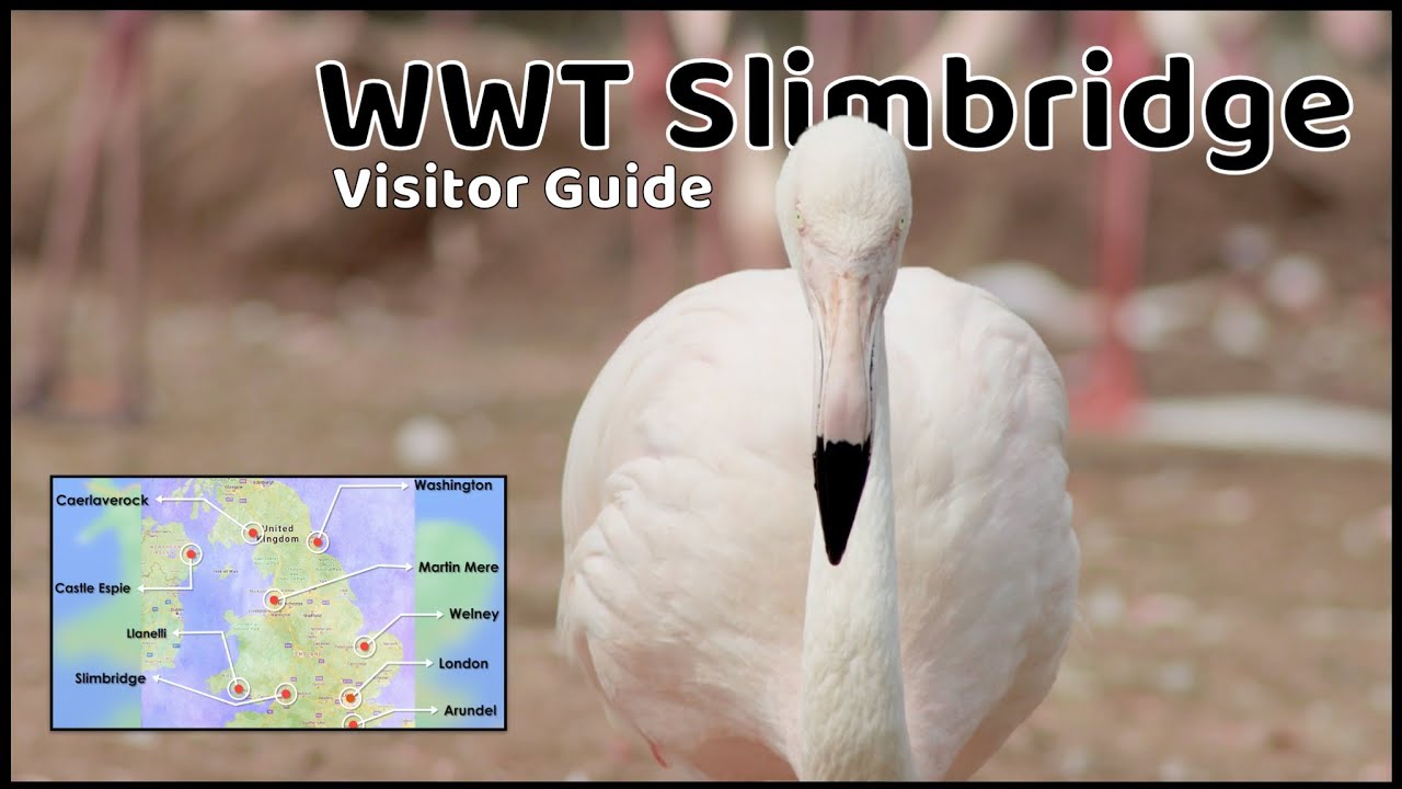 Is this the worlds largest collection of captive wildfowl ? - WWT ...