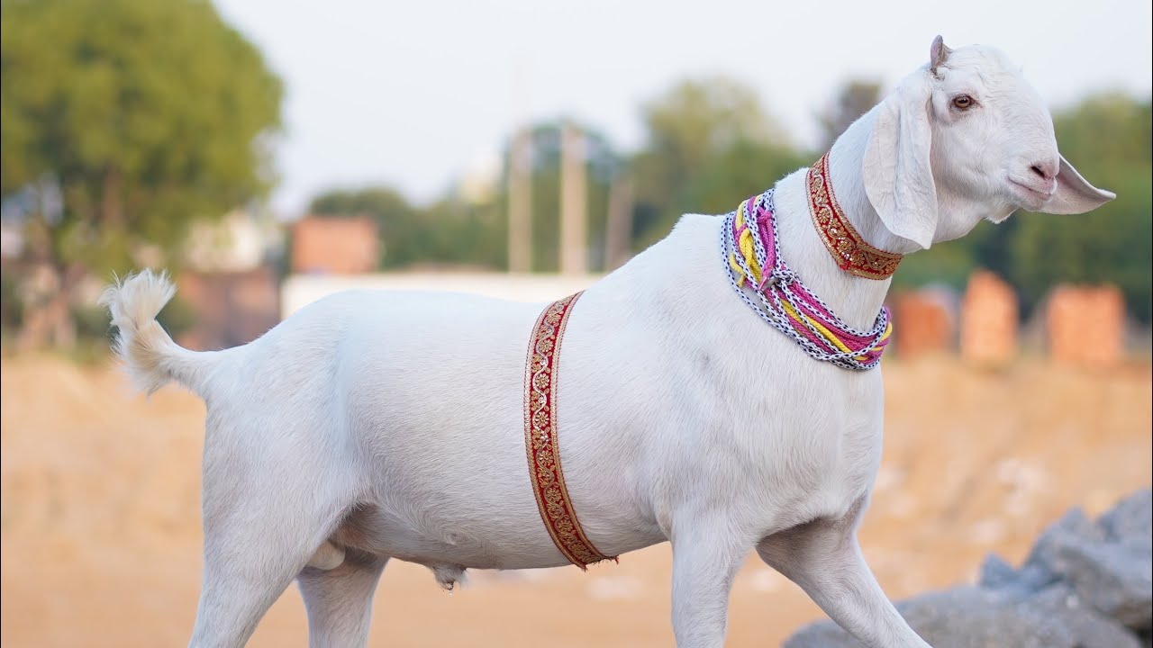 ZIDAAN ||ZIDAAN KI PHOTOSHOOT COMPLETE ||MZA AA GYA ALLHAMDULILAH ...