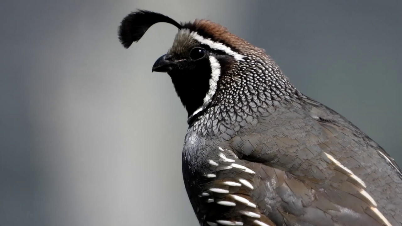 California Quail in Green Lake, Okanagan,BC - YouTube