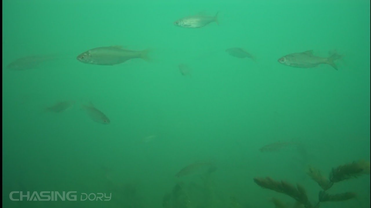 Chasing Dory underwater drone underwater footage - YouTube