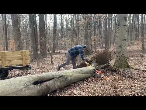 Beech is as good as Oak for Firewood!