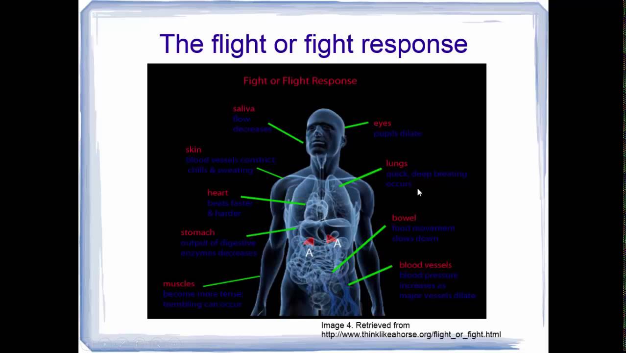 flight or fight presentation physiological psychology - YouTube