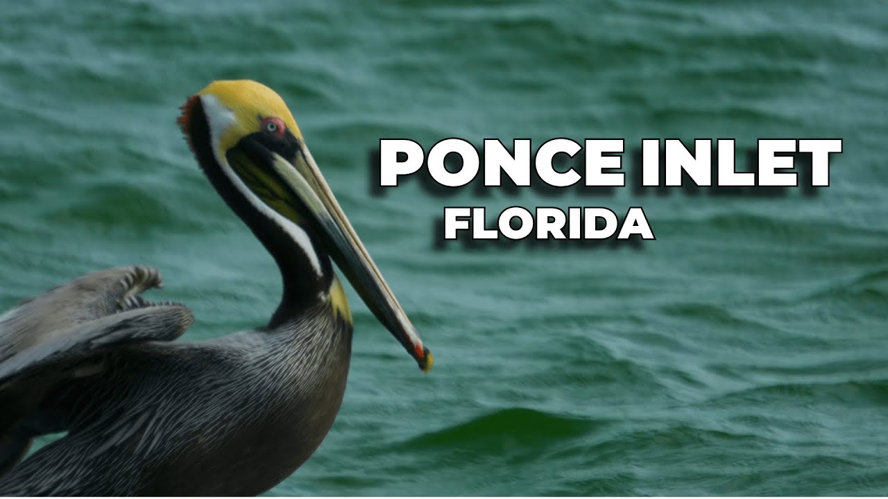 Birds, Waves & Ocean at Ponce Inlet, FL | Nature Cinematic - YouTube