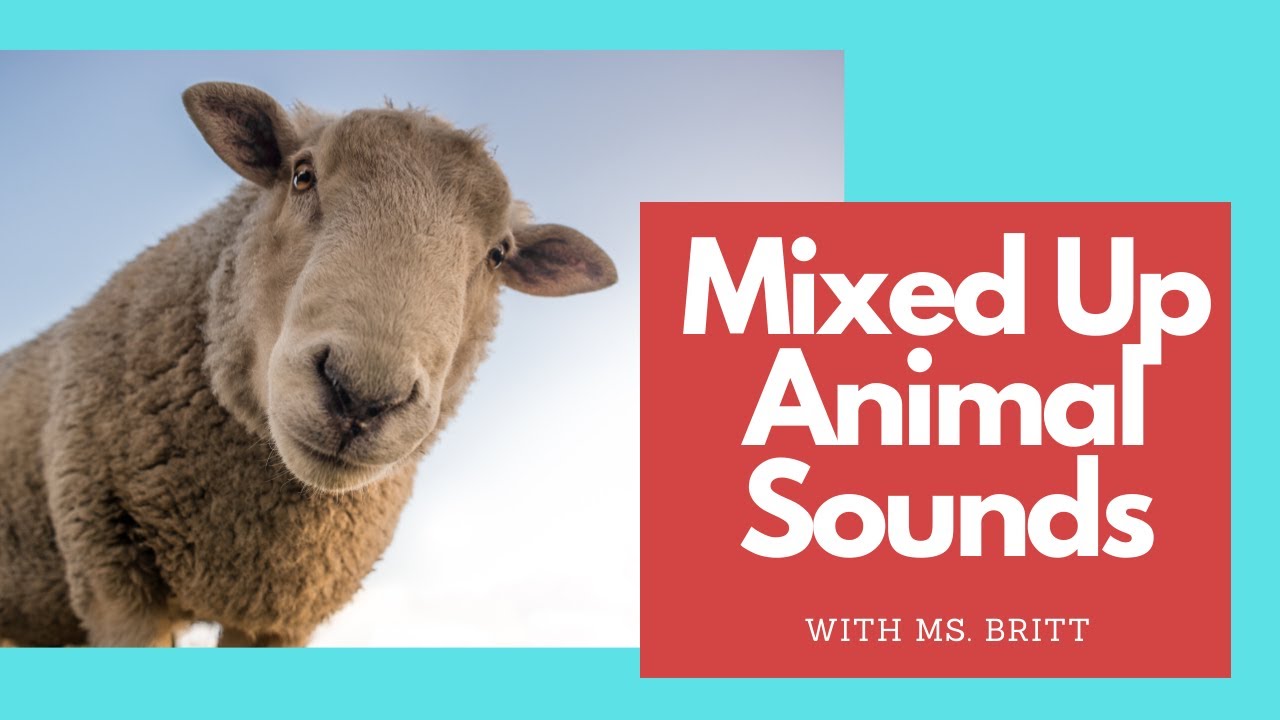 Mixed Up Animal Sounds - YouTube